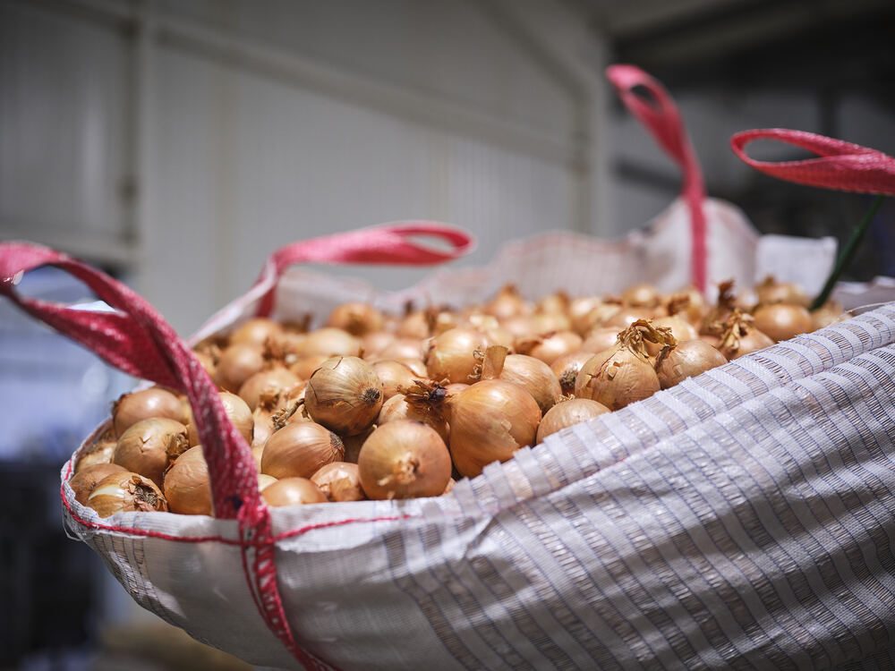 Nouvelle récolte - Solema